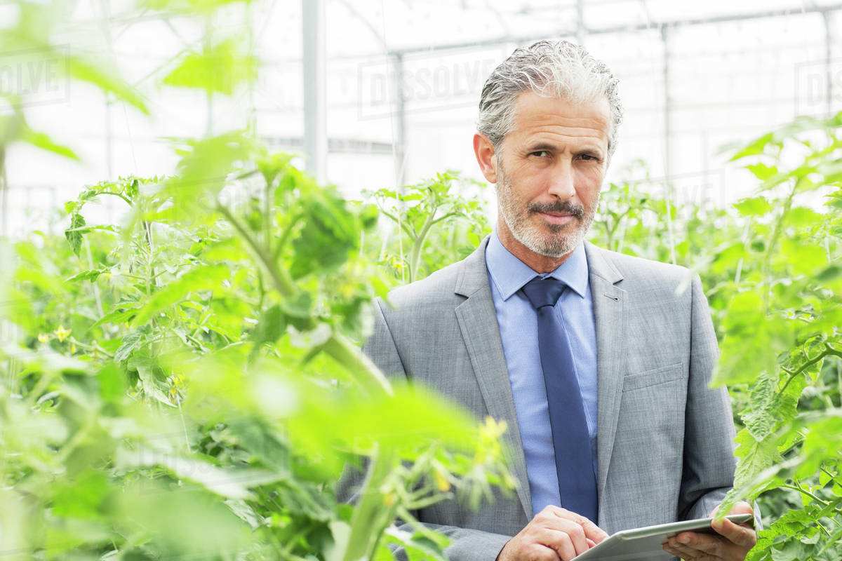 Portrait of business owner with digital tablet among tomato plants in ...