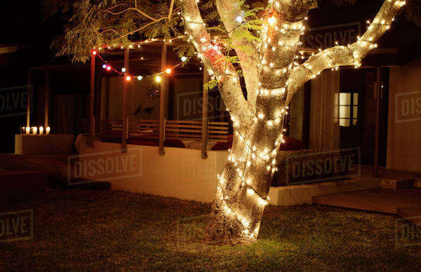 Tree lit up at night in backyard - Royalty-free Stock Photo | Dissolve