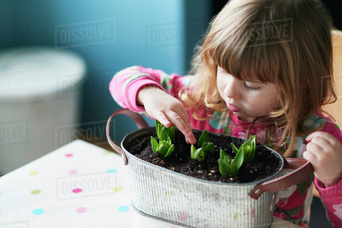 Curious girl touching sprouting flowers in flowerpot - Royalty-free ...