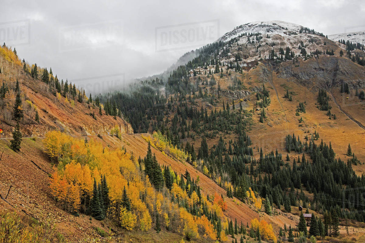 Autumn trees on remote hillside, near Silverton, Colorado, United ...