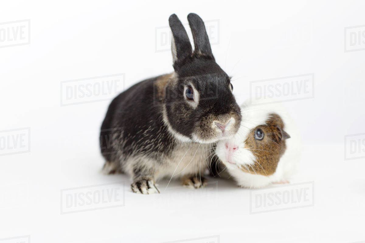 Rabbit and guinea pig meeting - Royalty-free Stock Photo | Dissolve