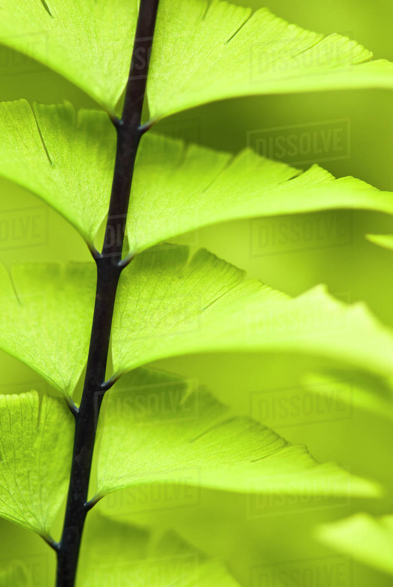 Close-up of maidenhair fern stalk - Royalty-free Stock Photo | Dissolve