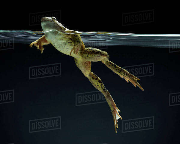 Frog swimming underwater - Royalty-free Stock Photo | Dissolve