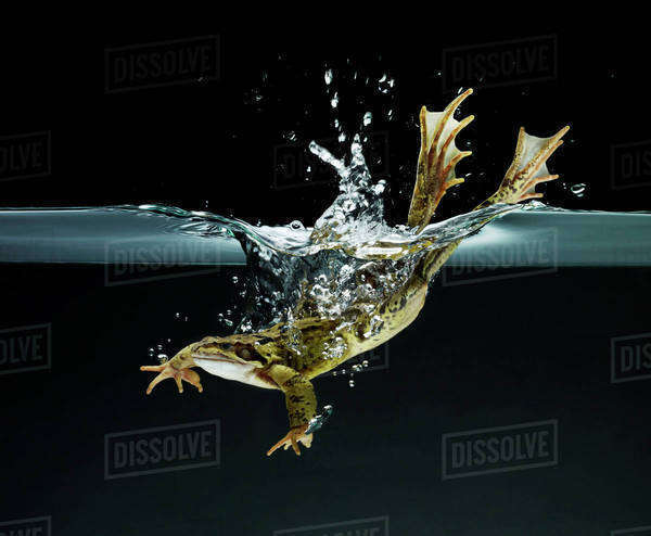 Frog swimming underwater - Royalty-free Stock Photo | Dissolve