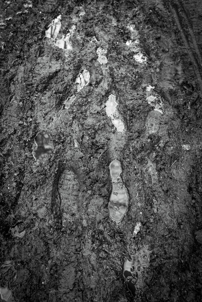 Footprints in mud - Royalty-free Stock Photo | Dissolve