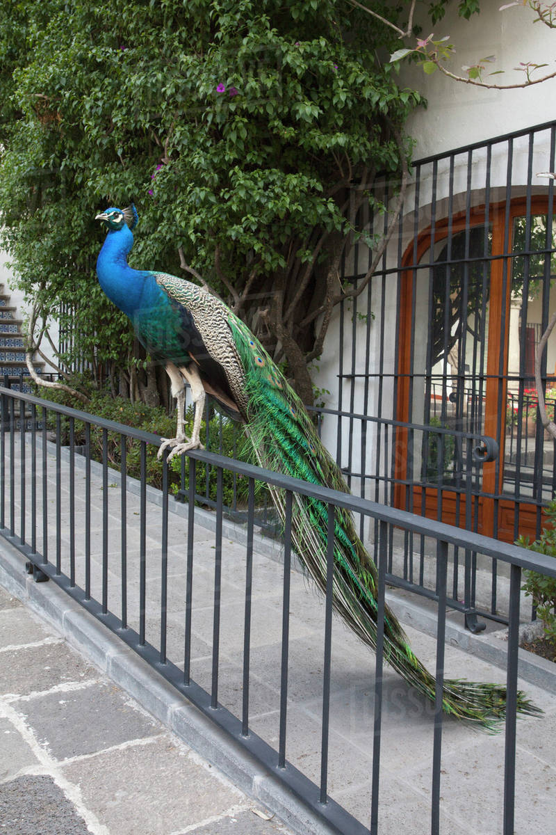 A peacock perched on a railing - Royalty-free Stock Photo | Dissolve