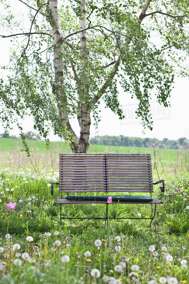 A wooden bench in a field - Stock Photo - Dissolve