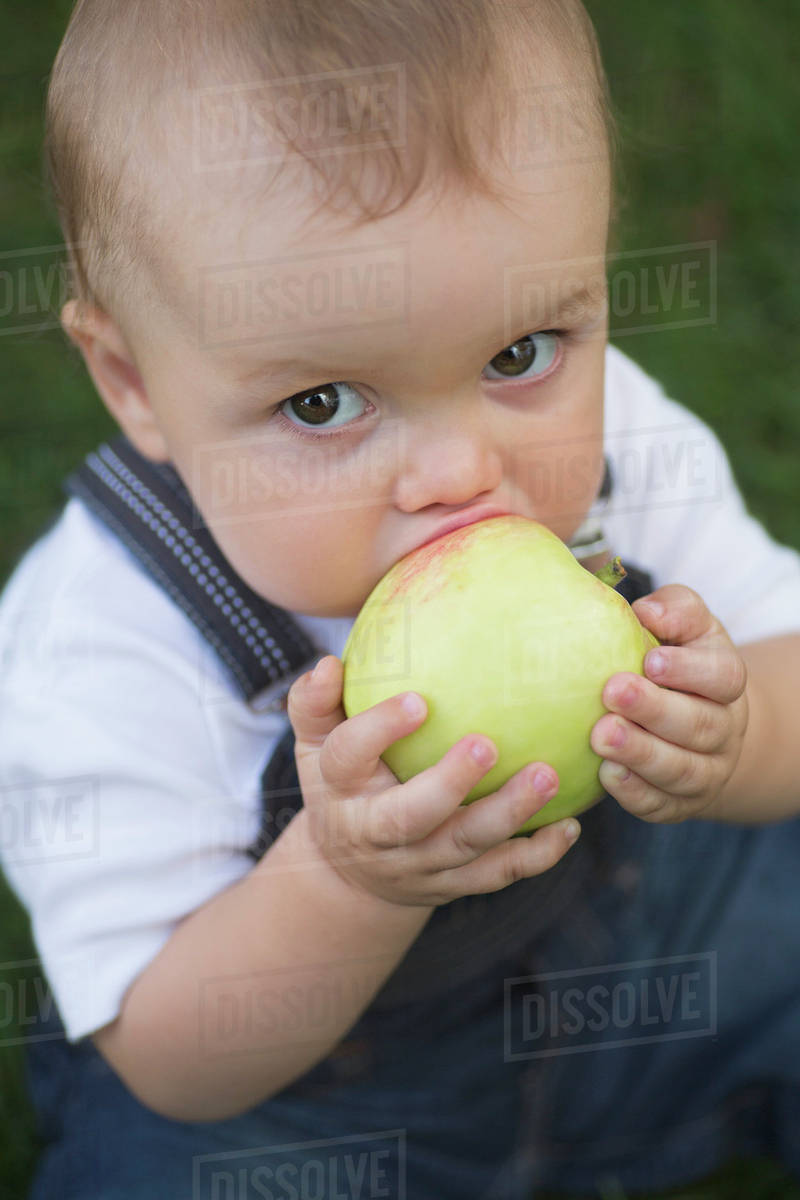 Baby biting apple - Stock Photo - Dissolve