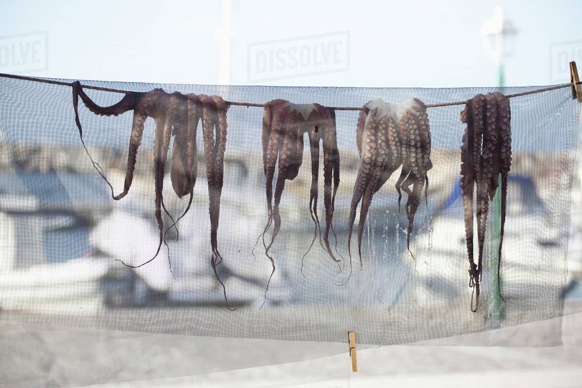 Octopuses drying on line beside harbor in Paros, Greece - Stock Photo ...