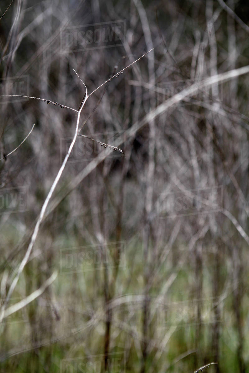 Focus on a single bare branch, bare trees in background creating an ...