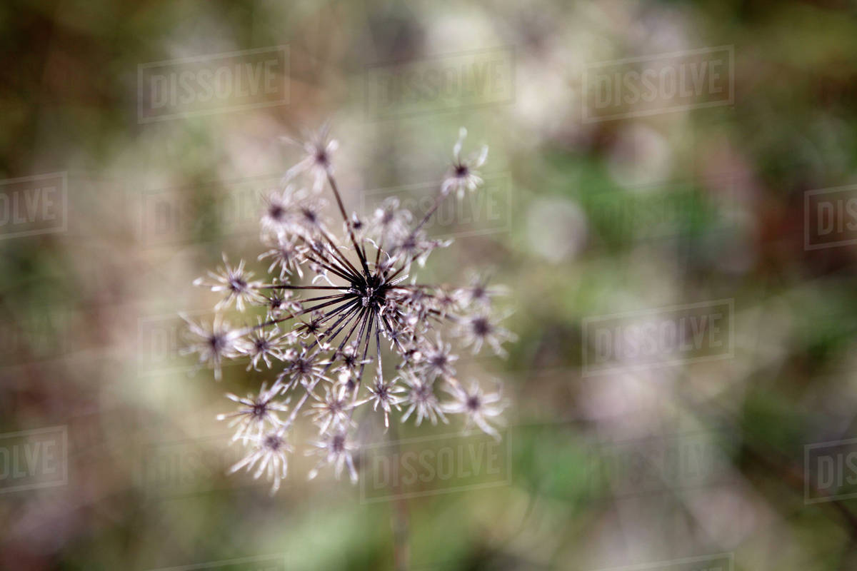 Close-up of a plant growing outdoors - Royalty-free Stock Photo | Dissolve