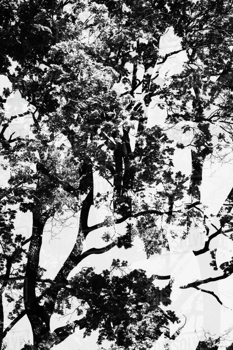 Double exposure of trees from below - Stock Photo - Dissolve