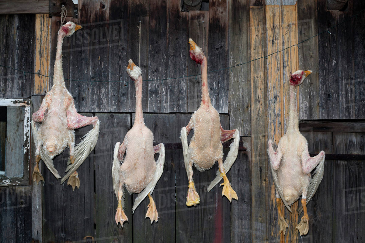 Four dead geese hanging in a row on a rustic wooden wall - Royalty-free ...