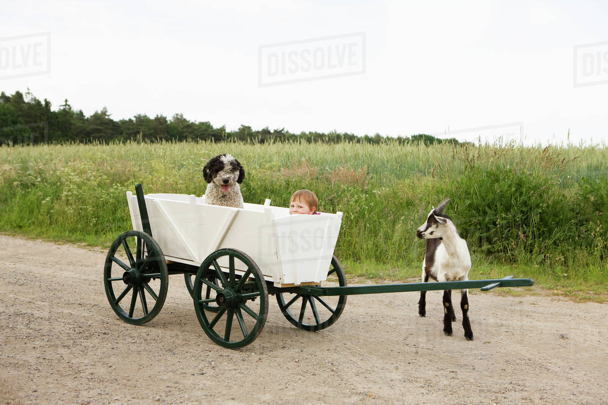 Goat Or Dog Cart