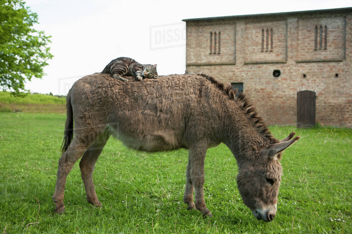 Cat lying on donkey - Royalty-free Stock Photo | Dissolve
