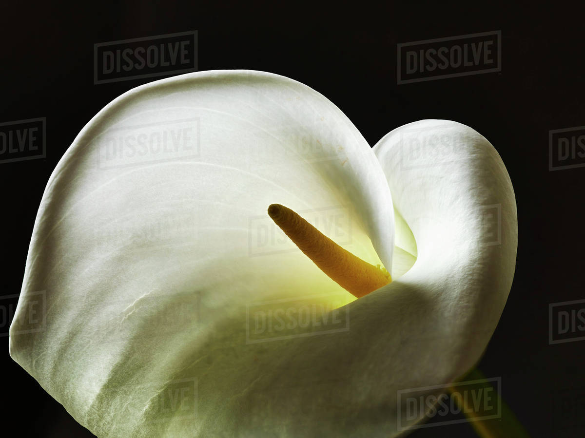Close-up of the flower head of a Calla Lily, high angle view - Royalty ...