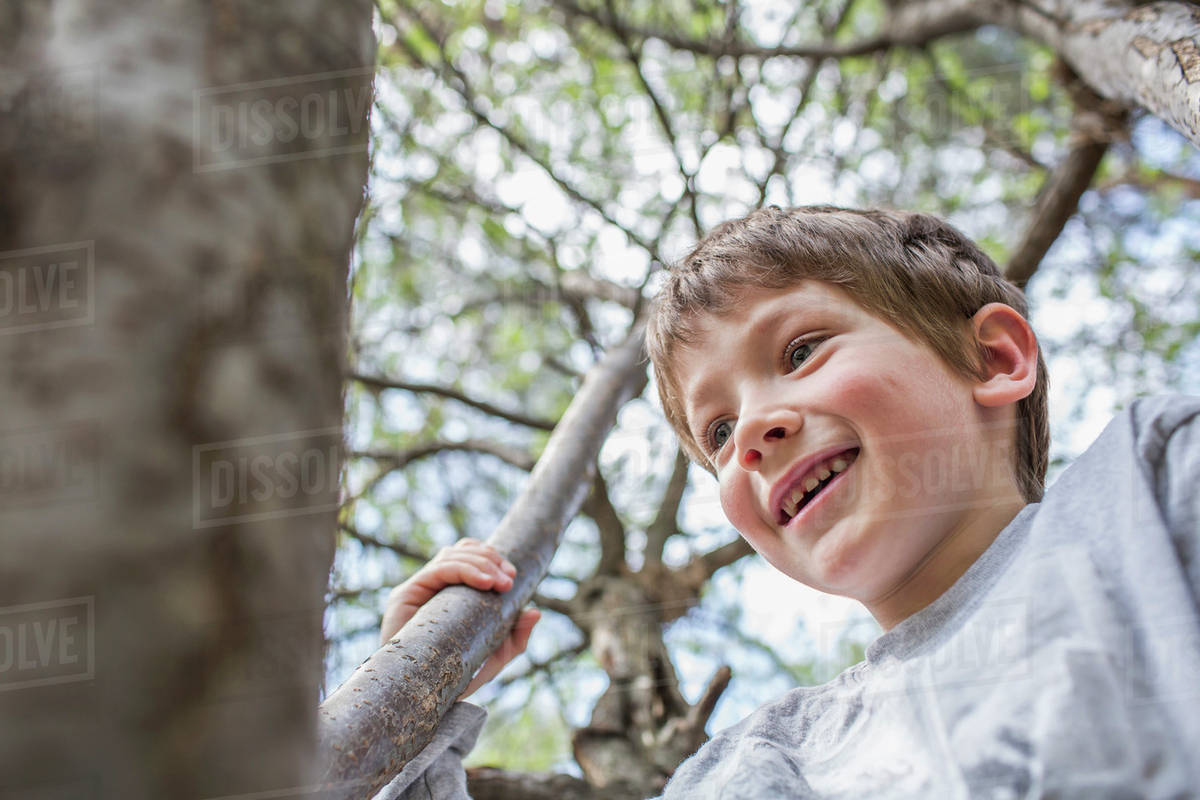 A cheerful young boy climbing a tree - Stock Photo - Dissolve