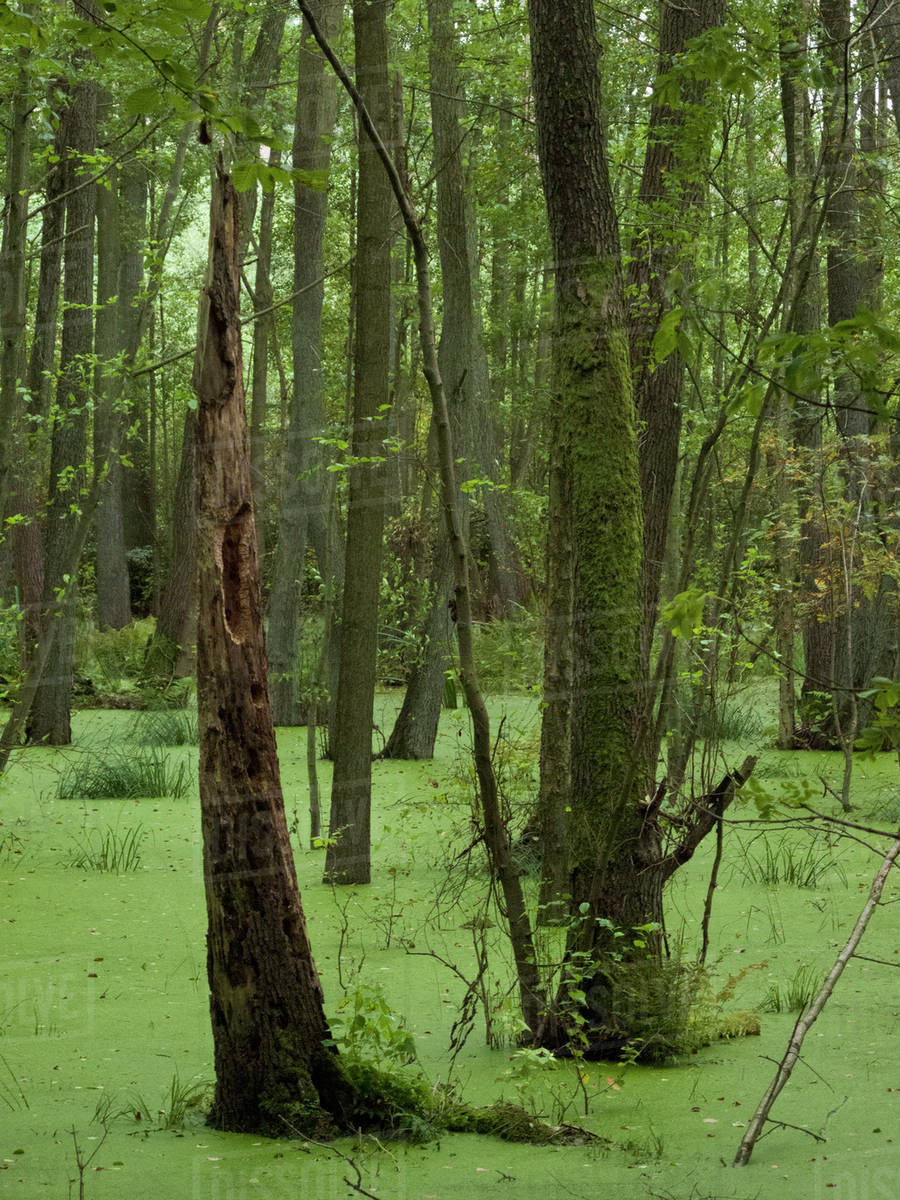 Trees in swamp area - Royalty-free Stock Photo | Dissolve
