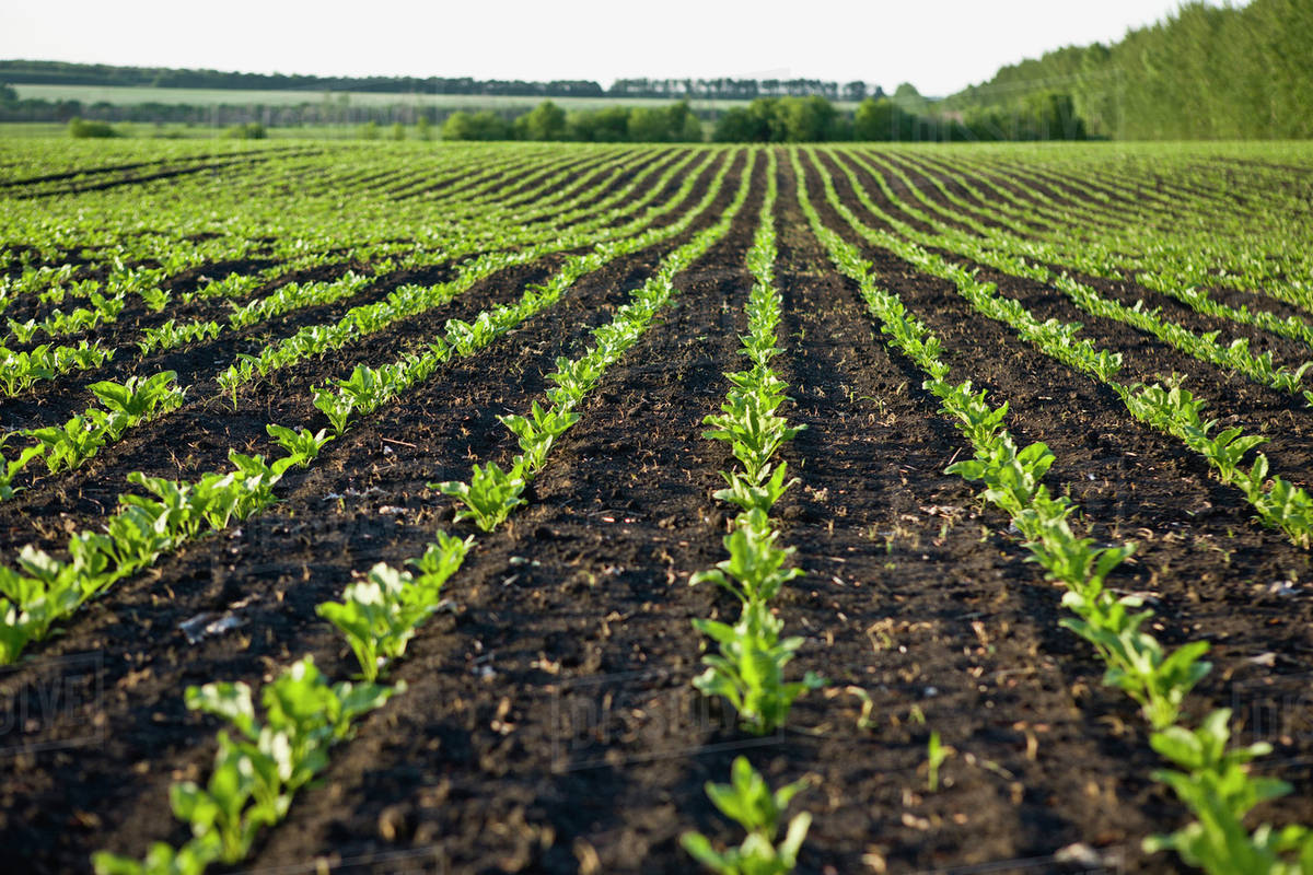 Crop Image Image Cropper Crop Images Online For Free | Fotor