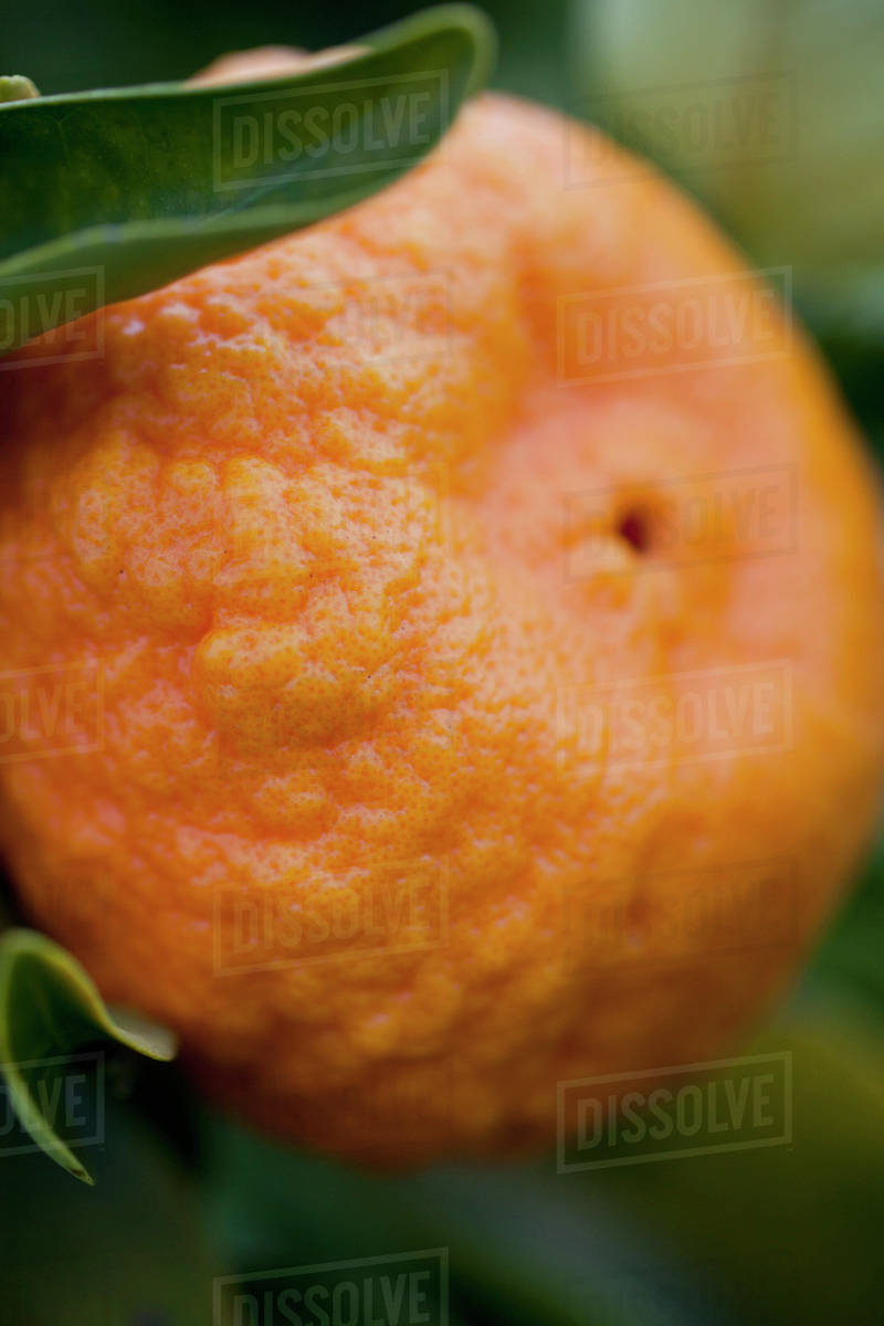Close-up of orange - Stock Photo - Dissolve