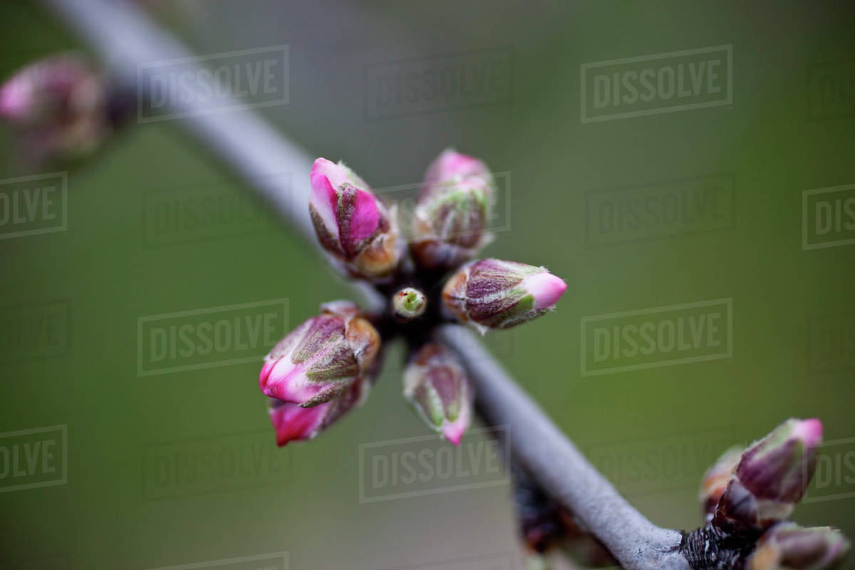 Close-up of buds - Stock Photo - Dissolve