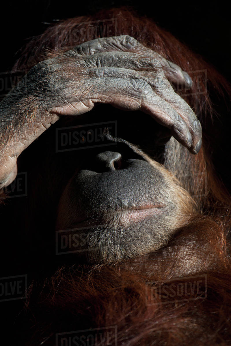 Close-up of monkey - Royalty-free Stock Photo | Dissolve