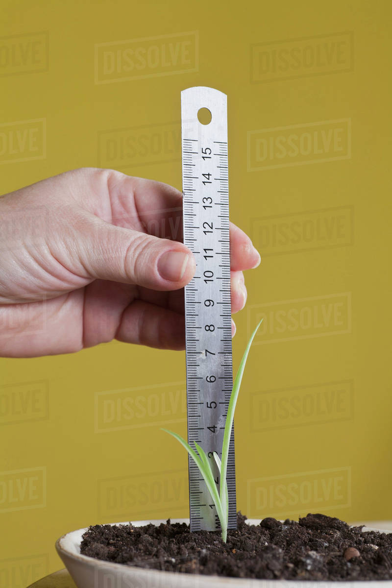 Human hand measuring plant - Stock Photo - Dissolve