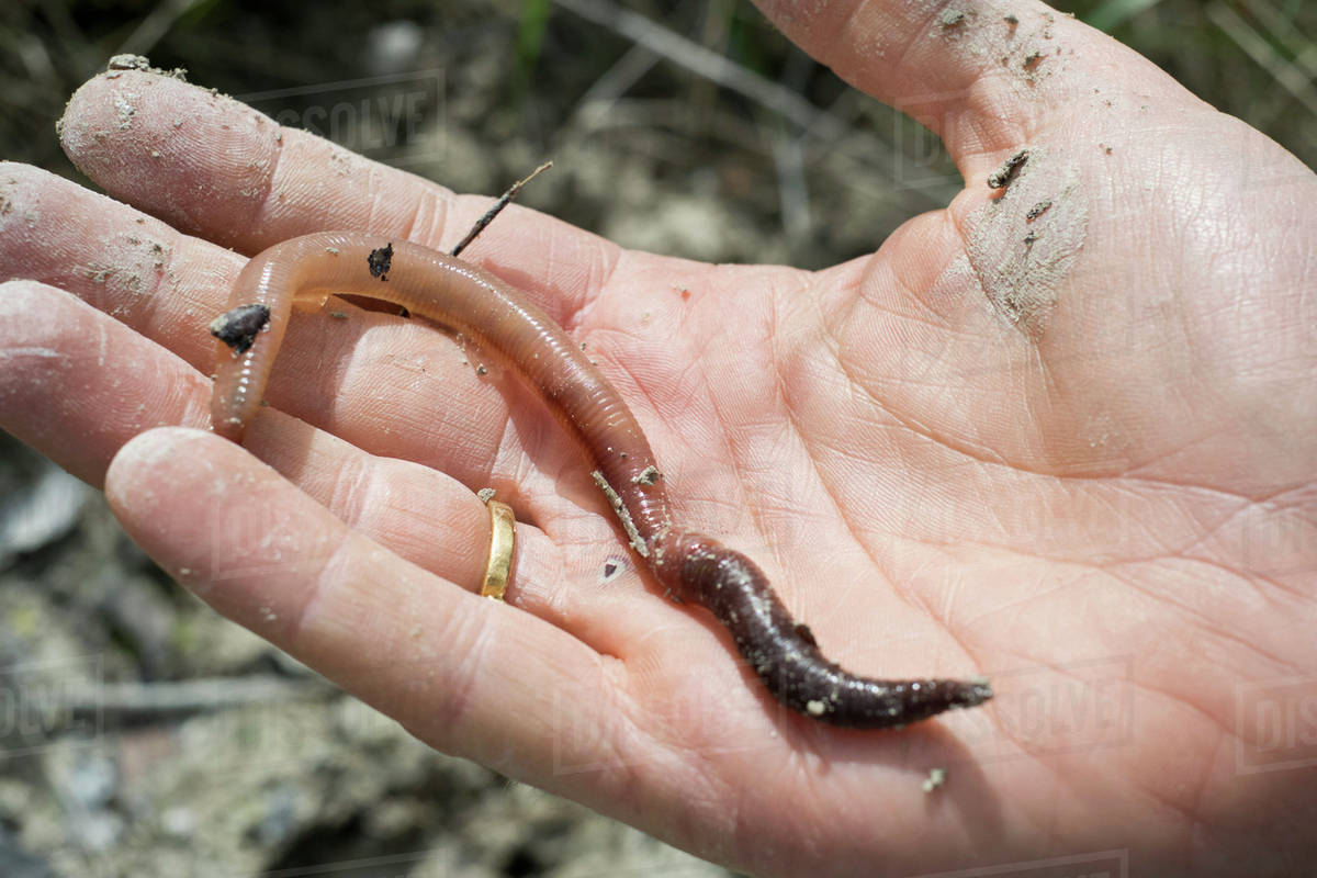 Earthworm on human hand, close-up - Stock Photo - Dissolve