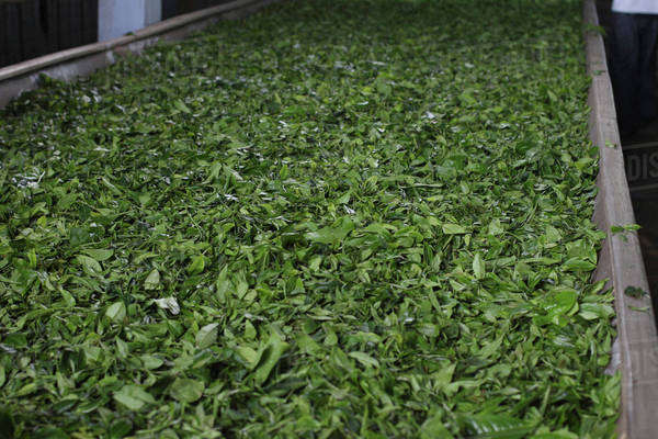 Tea leaves drying in large container - Stock Photo - Dissolve