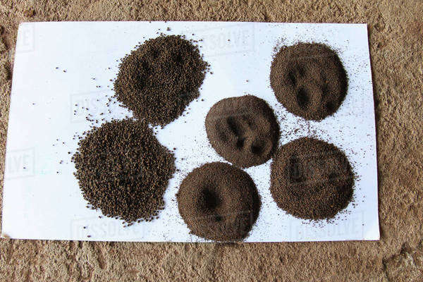 Various tea powders displayed on paper - Stock Photo - Dissolve