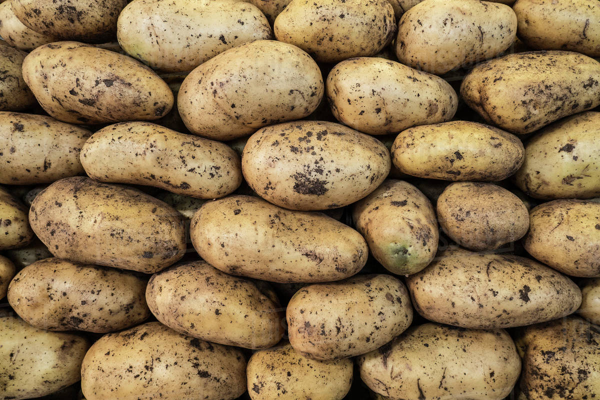 Full frame shot of muddy potatoes - Royalty-free Stock Photo | Dissolve