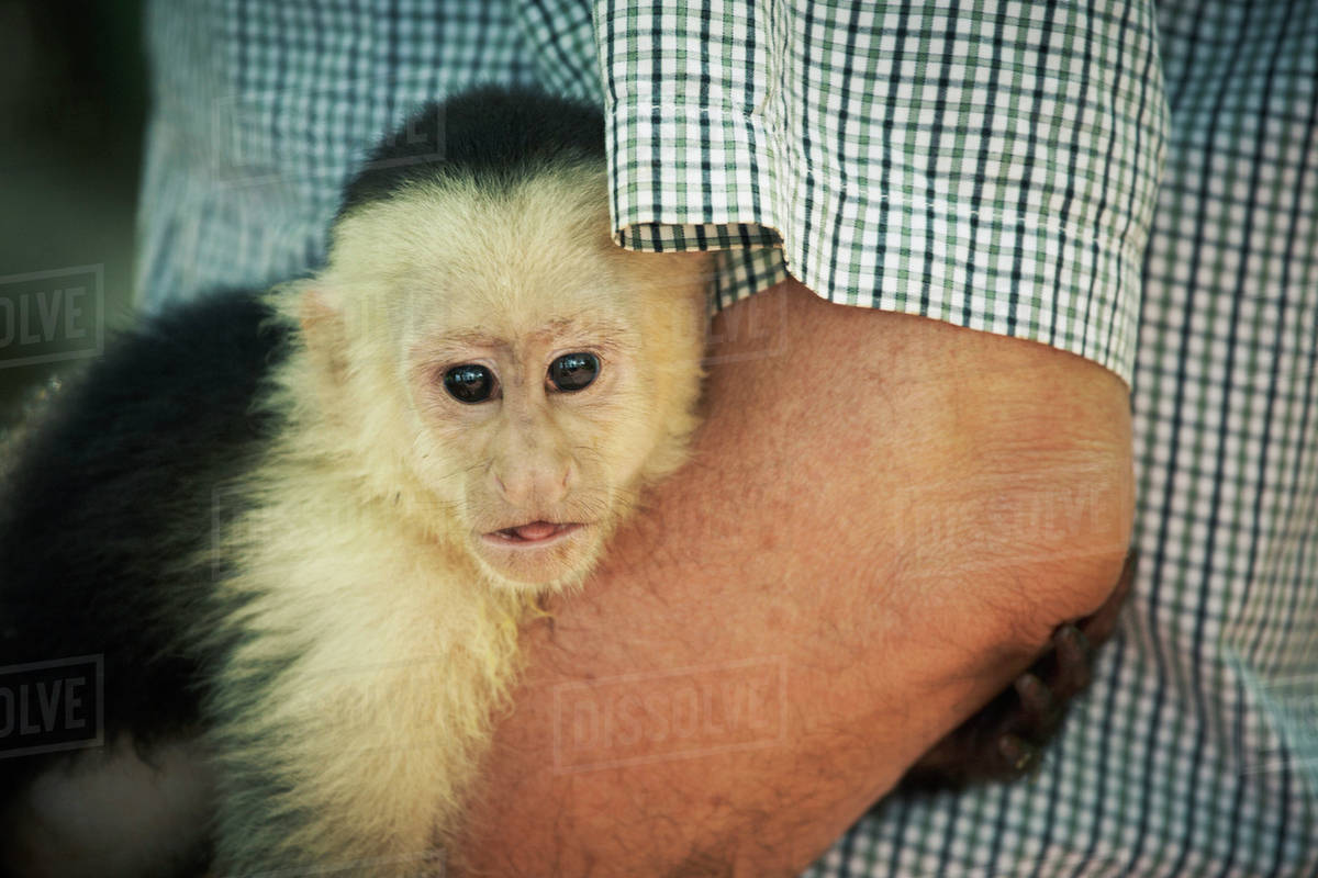 Midsection of man holding Capuchin monkey - Stock Photo - Dissolve