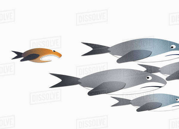 A small fish chasing sharks over white background - Stock Photo - Dissolve