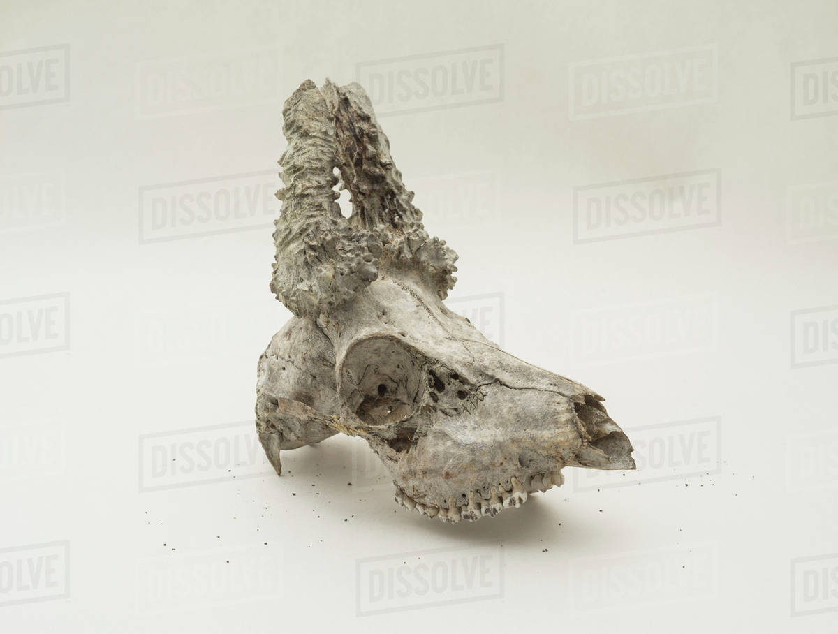 Decayed animal skull over white background - Stock Photo - Dissolve