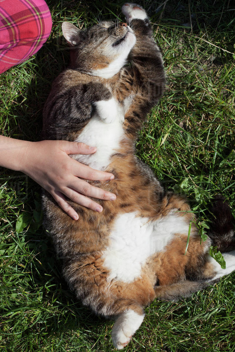 Hand tickling cat on stomach in park - Royalty-free Stock Photo | Dissolve