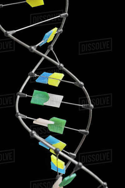 Close-up of DNA molecule against black background - Stock Photo - Dissolve