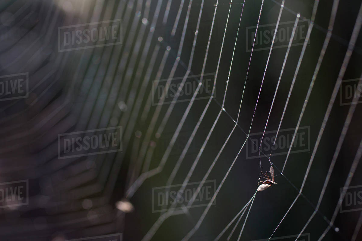 Fly trapped in spider web - Royalty-free Stock Photo | Dissolve