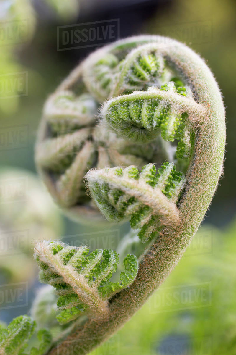 Close-up of fiddlehead fern - Royalty-free Stock Photo | Dissolve