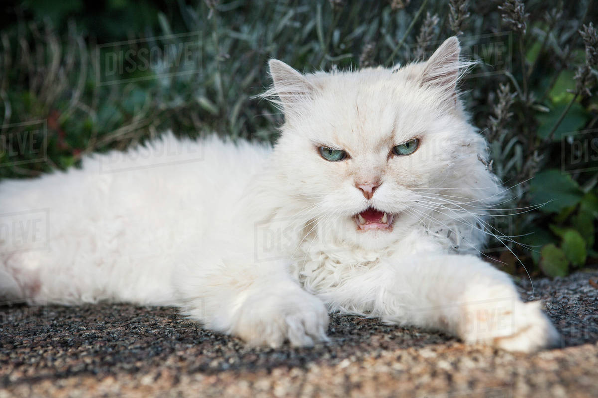 Portrait of white cat snarling outdoors - Stock Photo - Dissolve