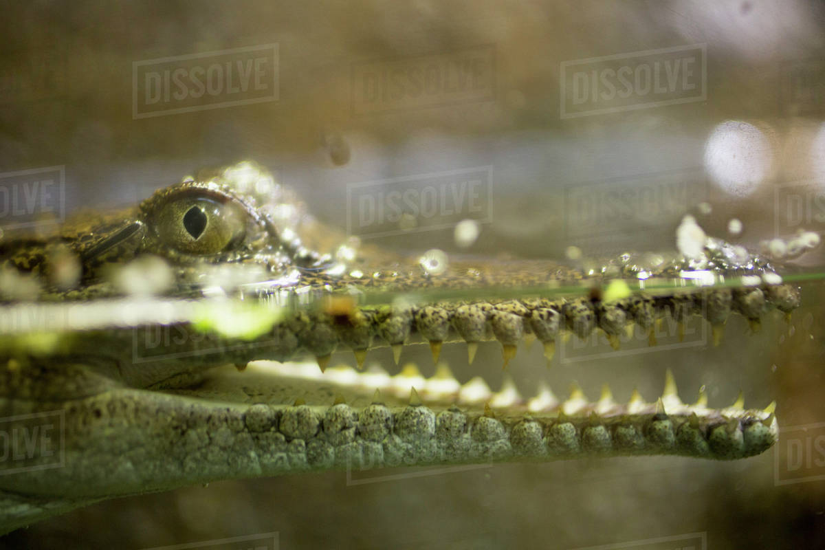 Side view of crocodile in lake - Royalty-free Stock Photo | Dissolve