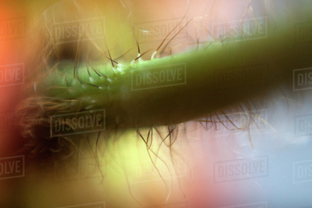 Extreme close-up of flower stem - Royalty-free Stock Photo | Dissolve