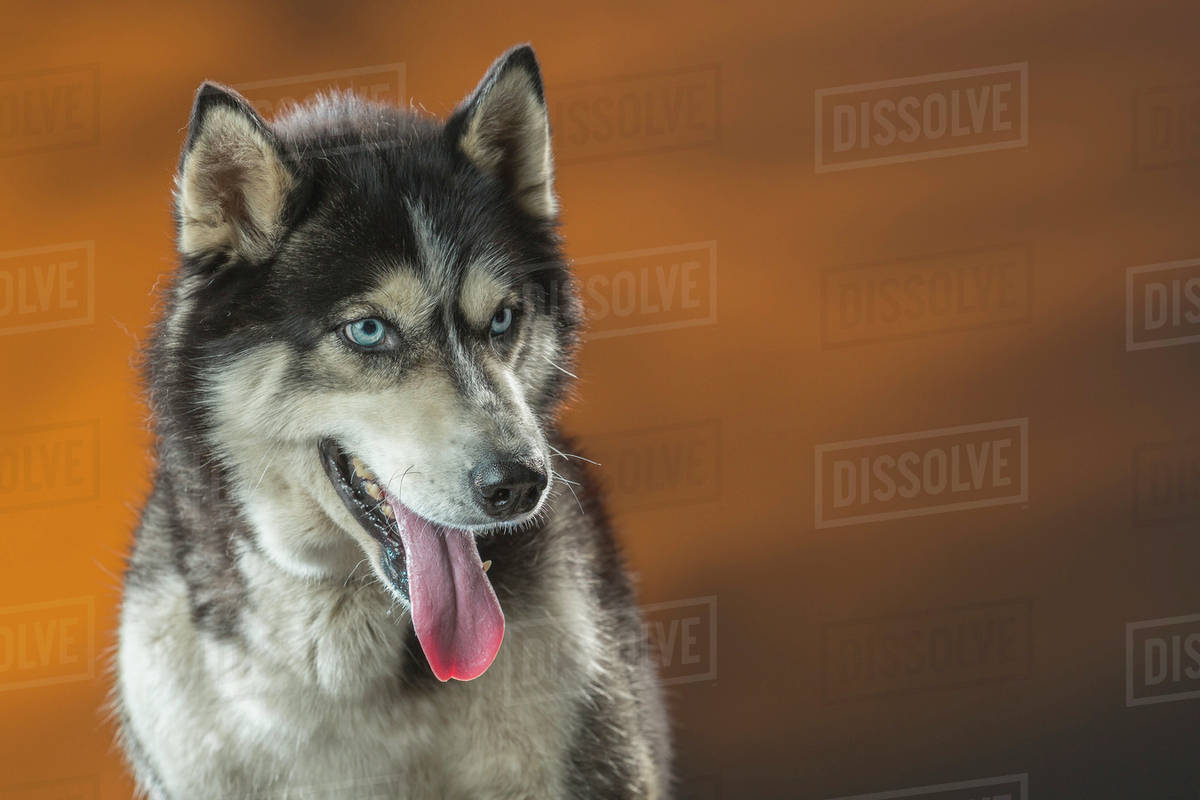 Close-up of Siberian Husky looking away - Royalty-free Stock Photo ...