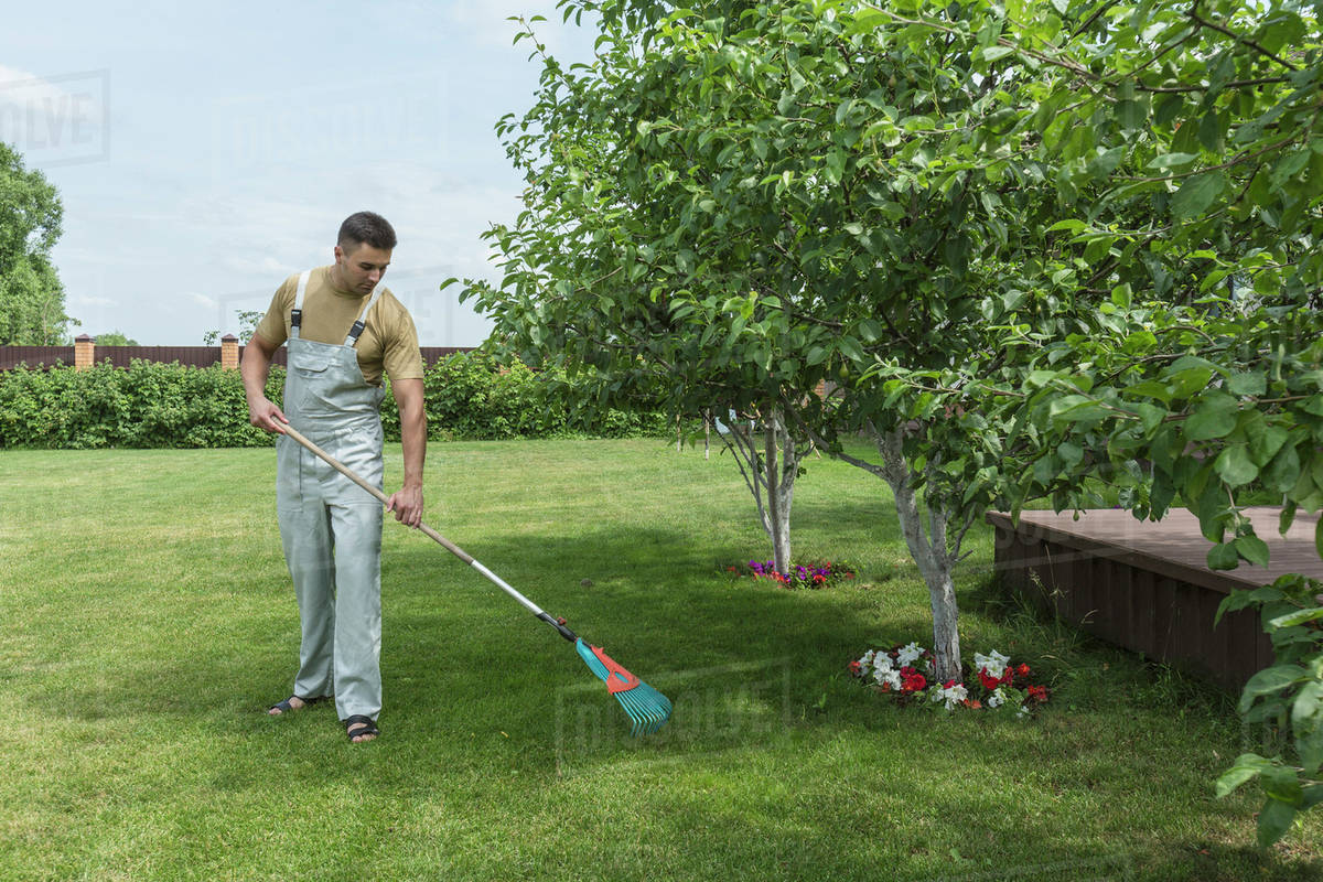 Full length of young man with rake cleaning lawn - Stock Photo - Dissolve