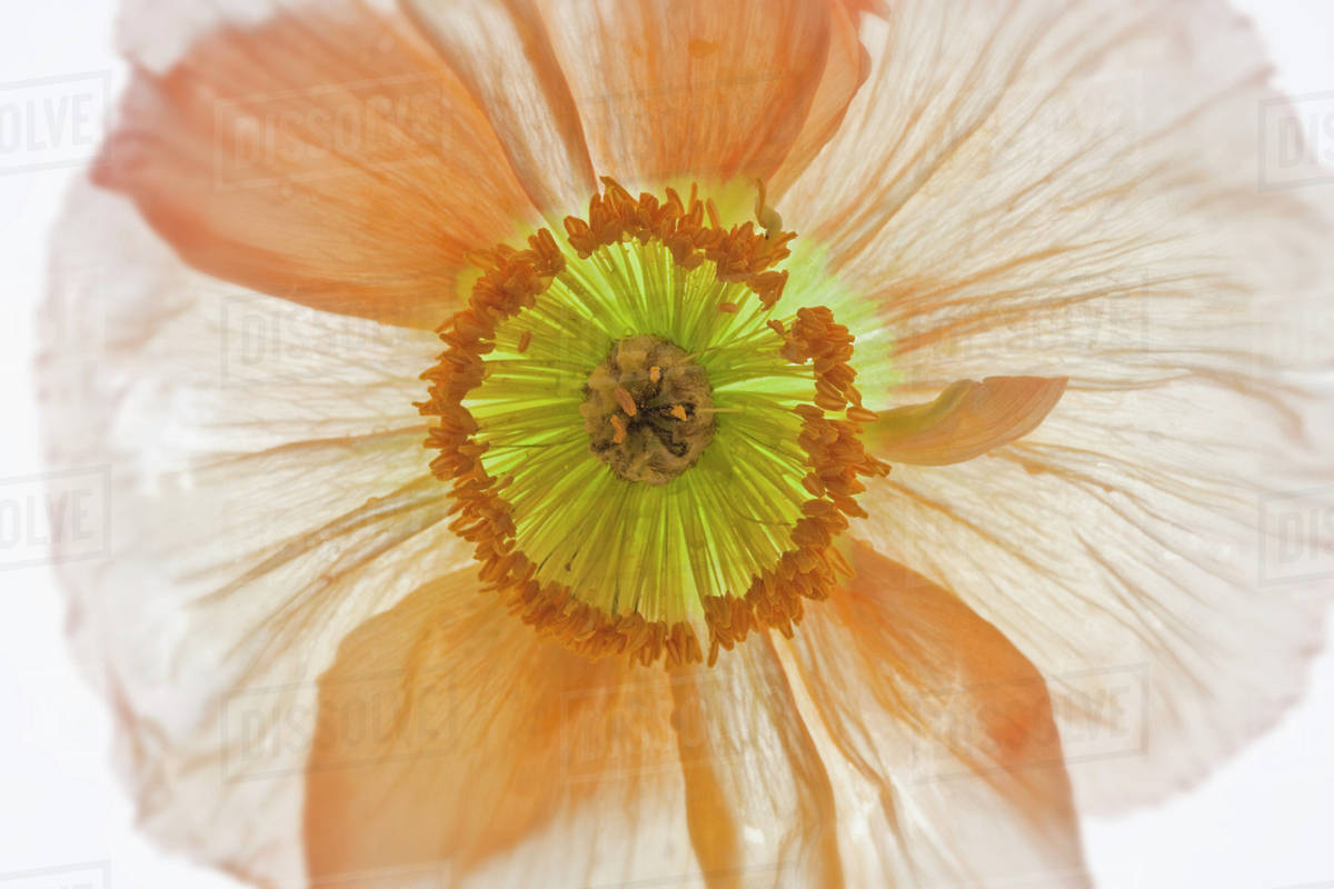 Detail of a poppy - Royalty-free Stock Photo | Dissolve