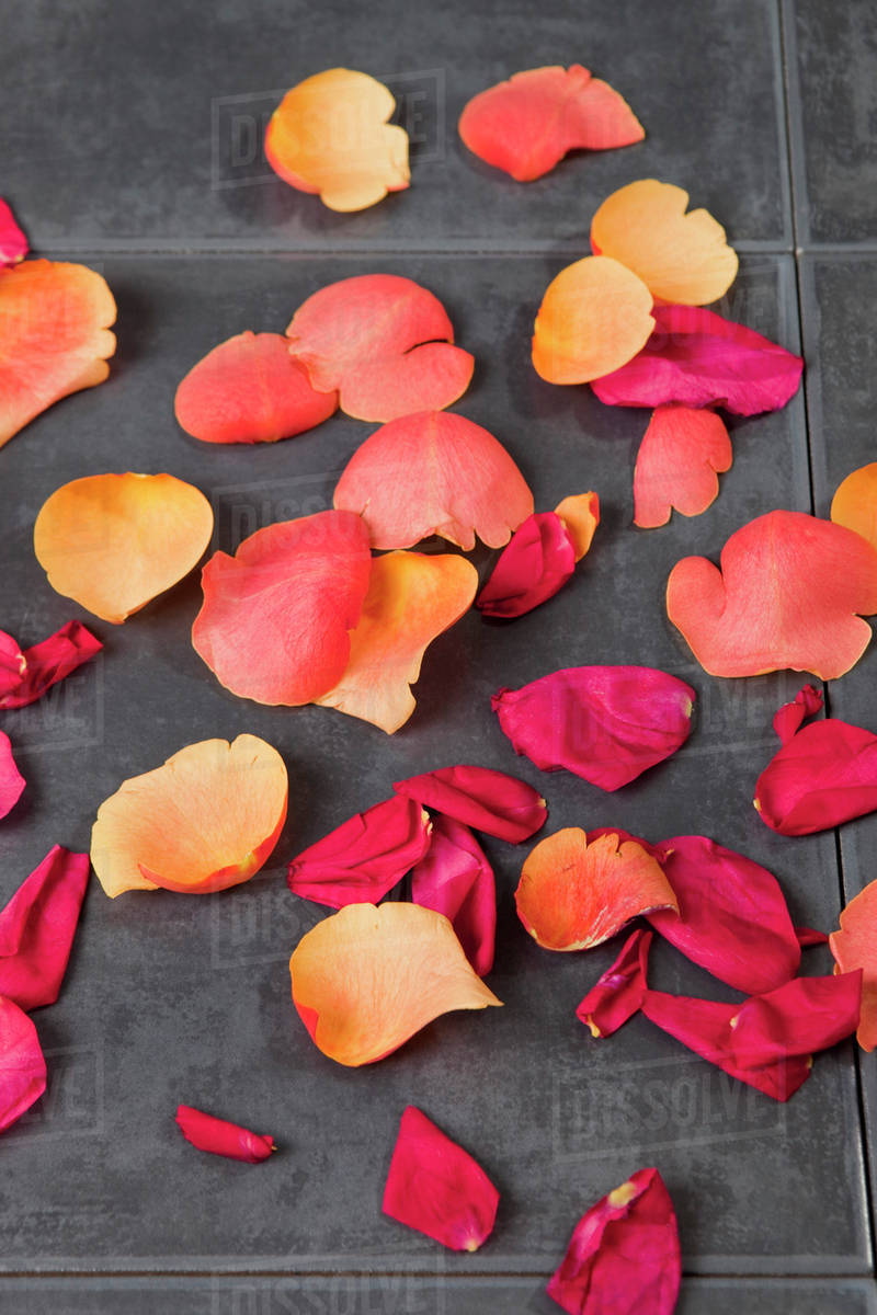 Rose petals strewn on the floor - Stock Photo - Dissolve