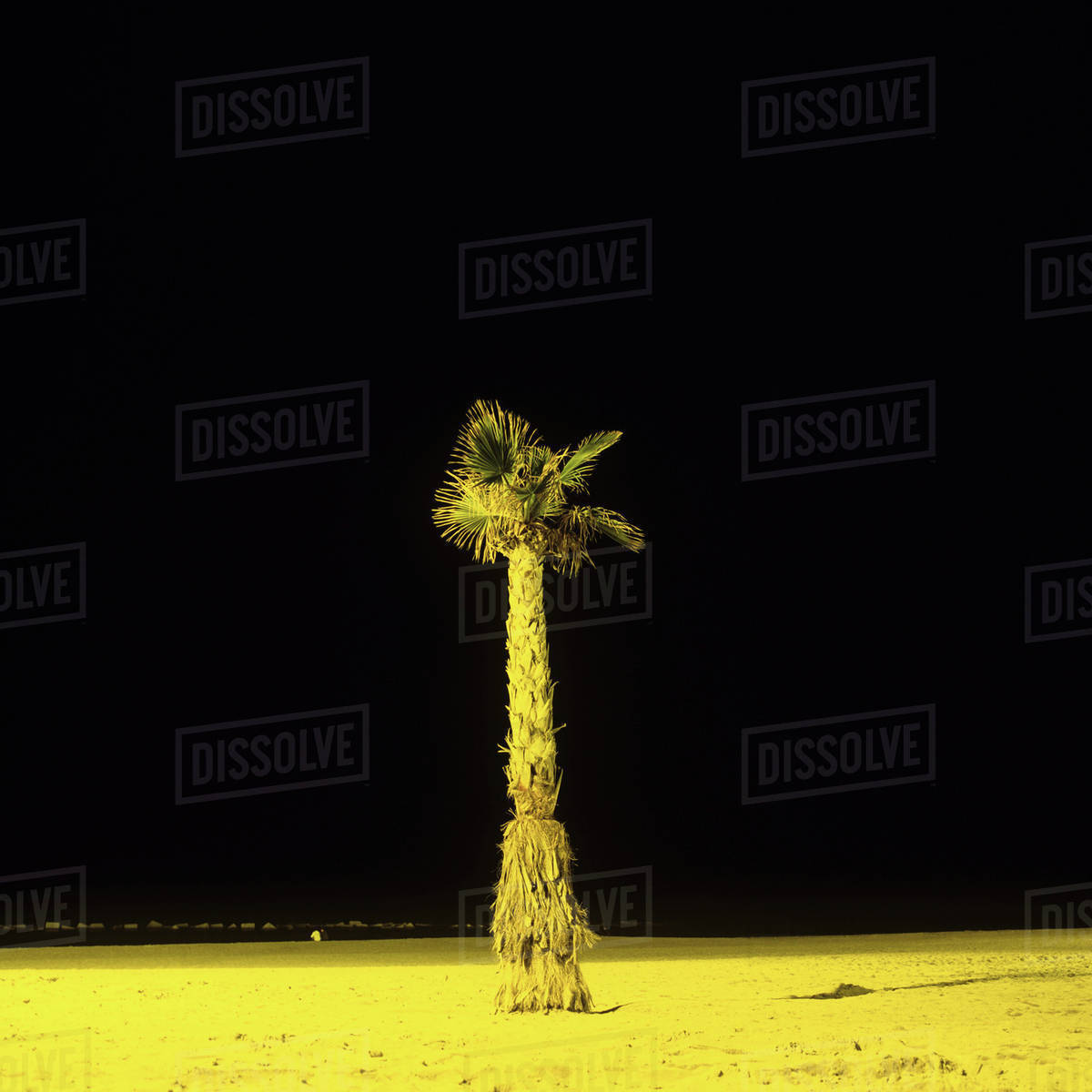 A lone palm tree on the beach, night - Royalty-free Stock Photo | Dissolve