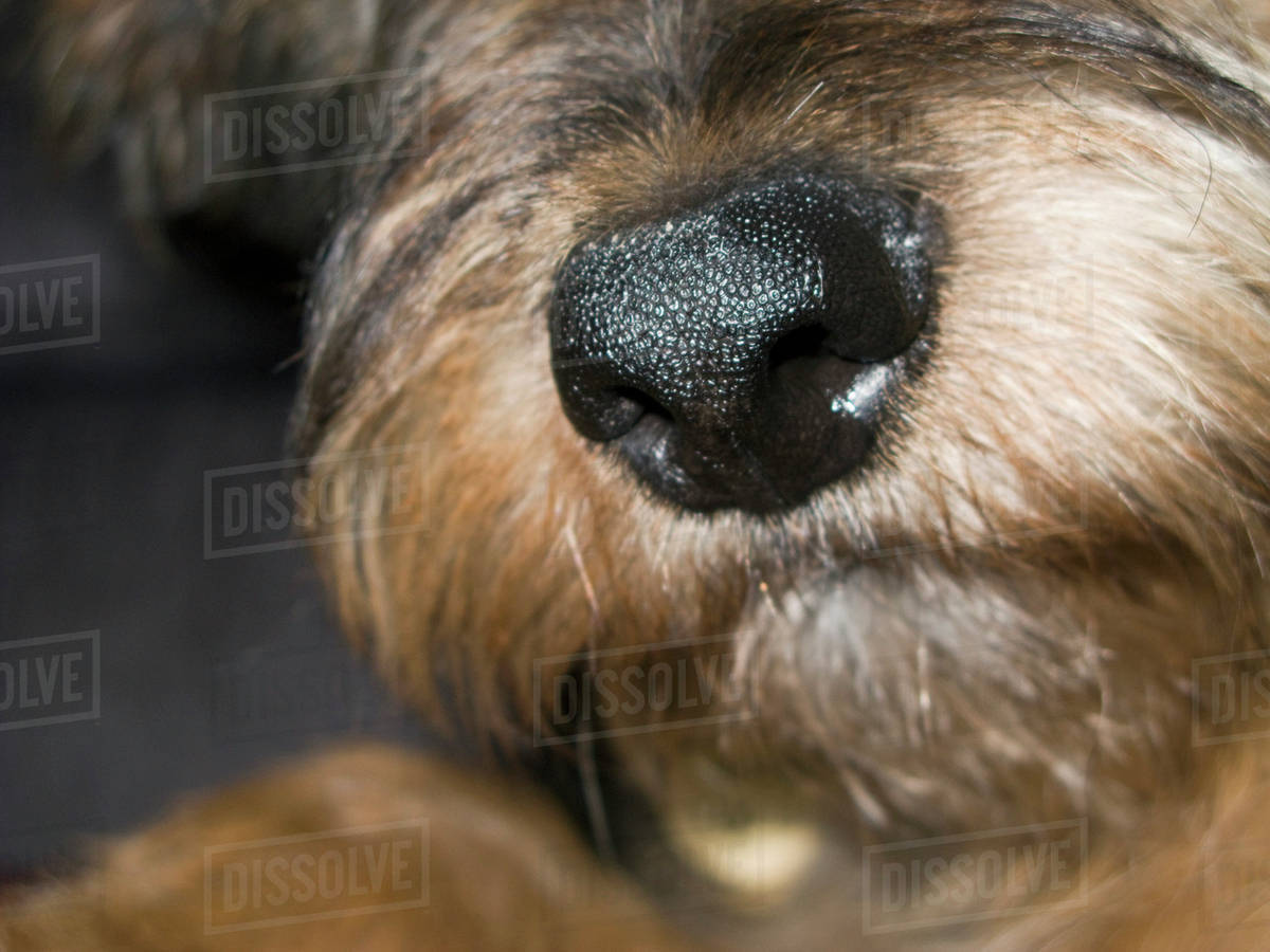 The snout of a dog - Royalty-free Stock Photo | Dissolve