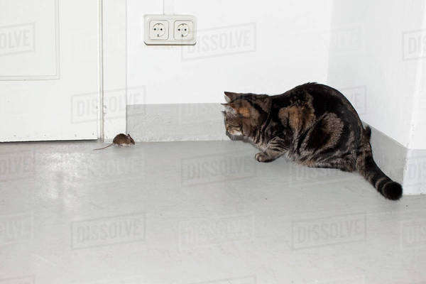 A cat and mouse facing each other - Royalty-free Stock Photo | Dissolve