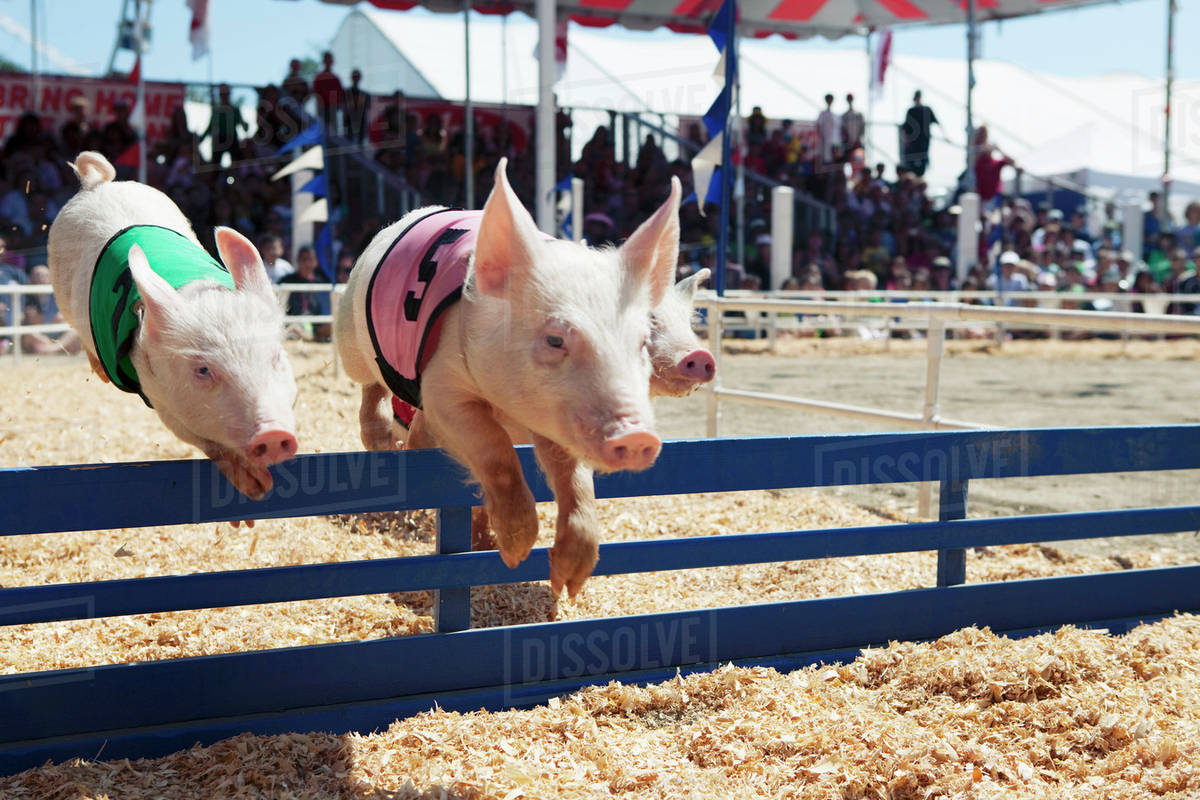 Pig race at the fair - Stock Photo - Dissolve