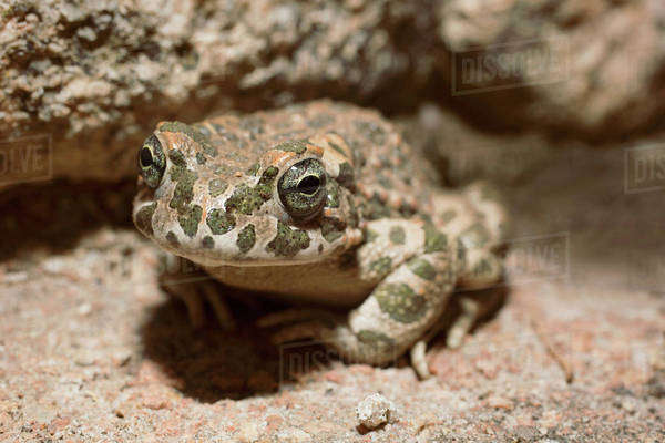 Close-up portrait of frog on rock - Royalty-free Stock Photo | Dissolve